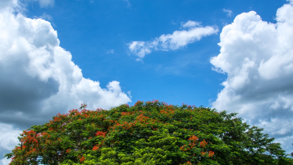 Tổng hợp 50+ hình ảnh hoa phượng đẹp gắn liền với mùa hè